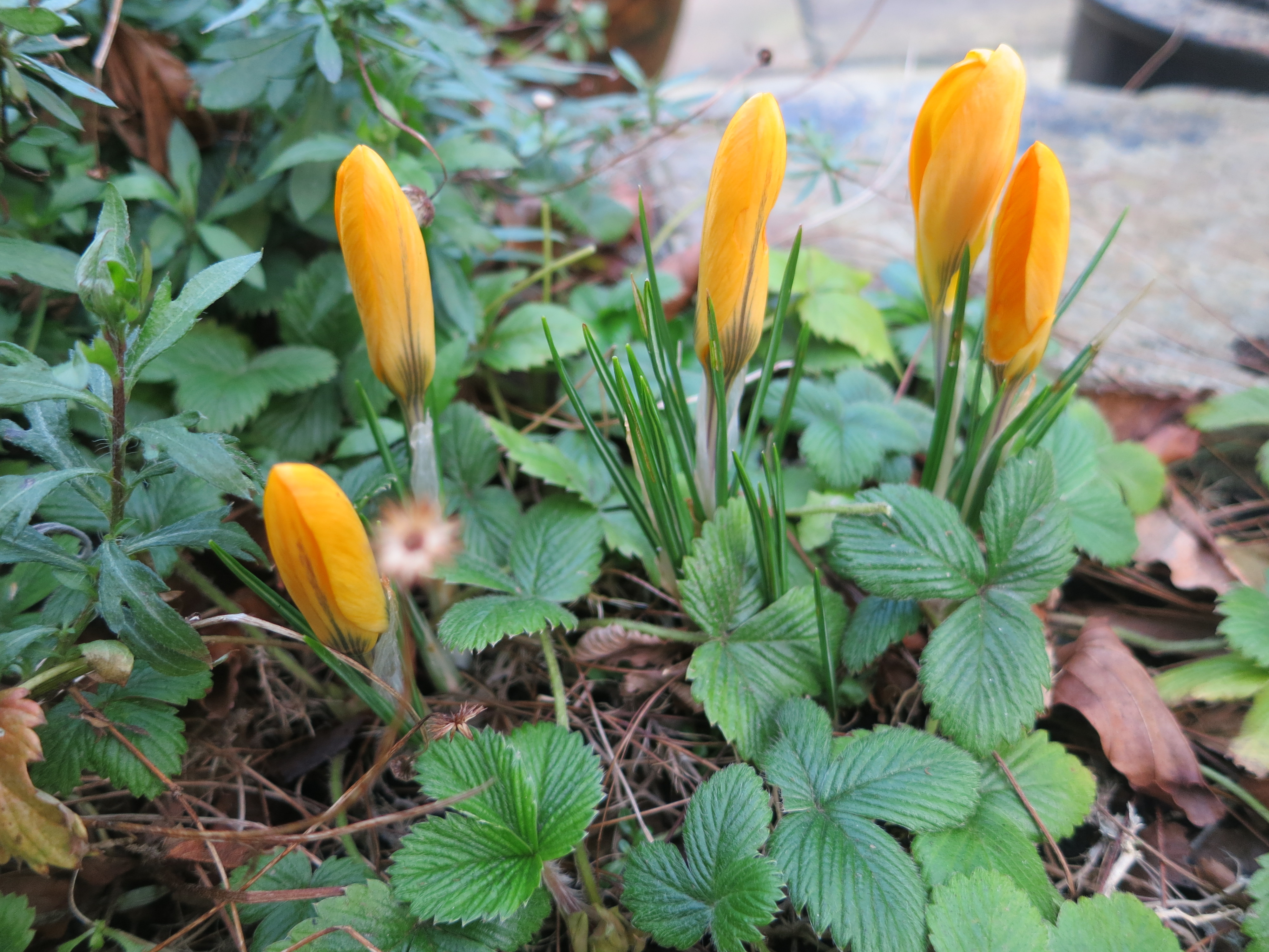 Crocuses, Blackbird and Chinese New Year – of the Snake | mybeautfulthings