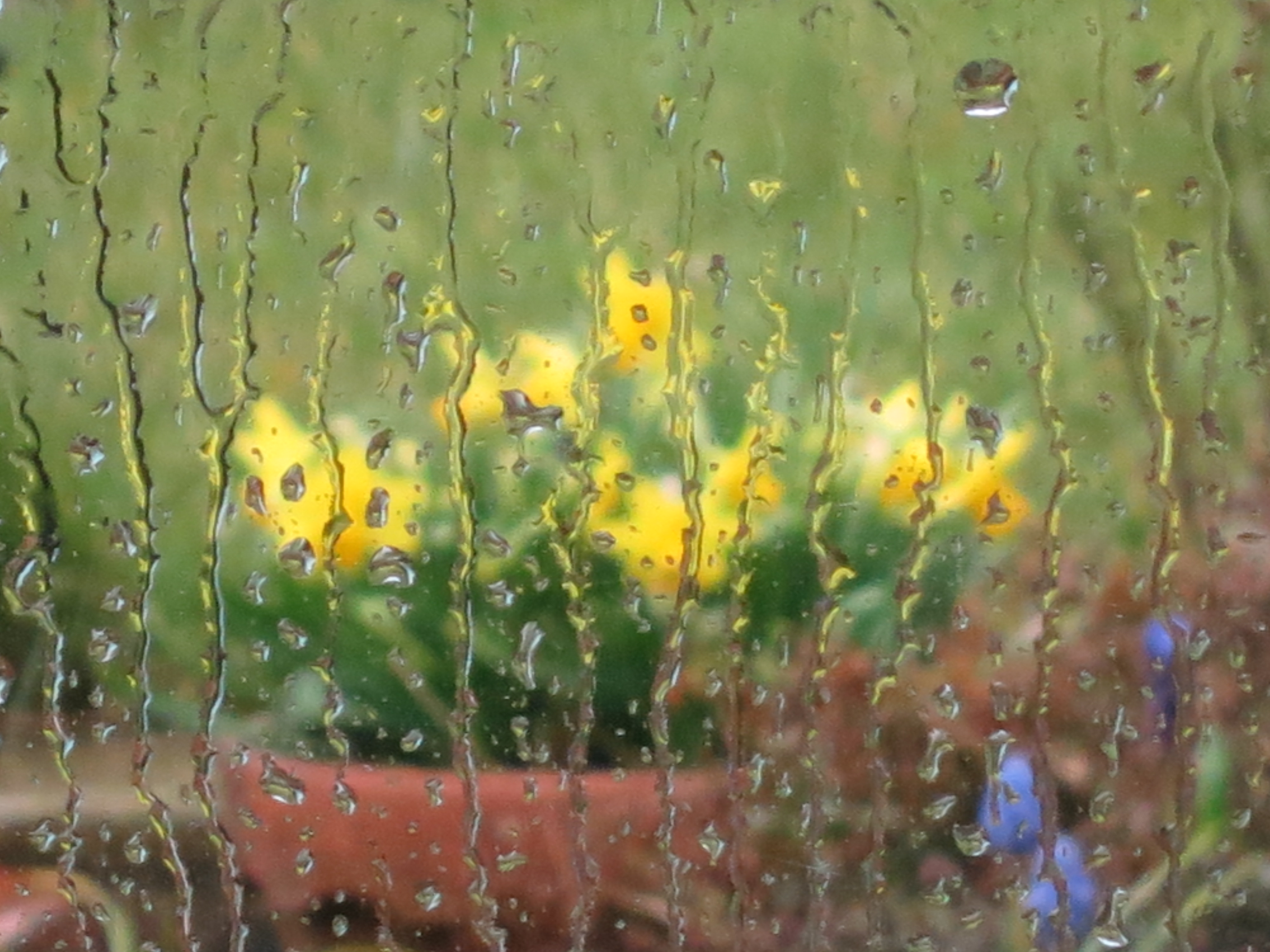 Through a Wet Window, A Sand-dollar and Sakura | mybeautfulthings