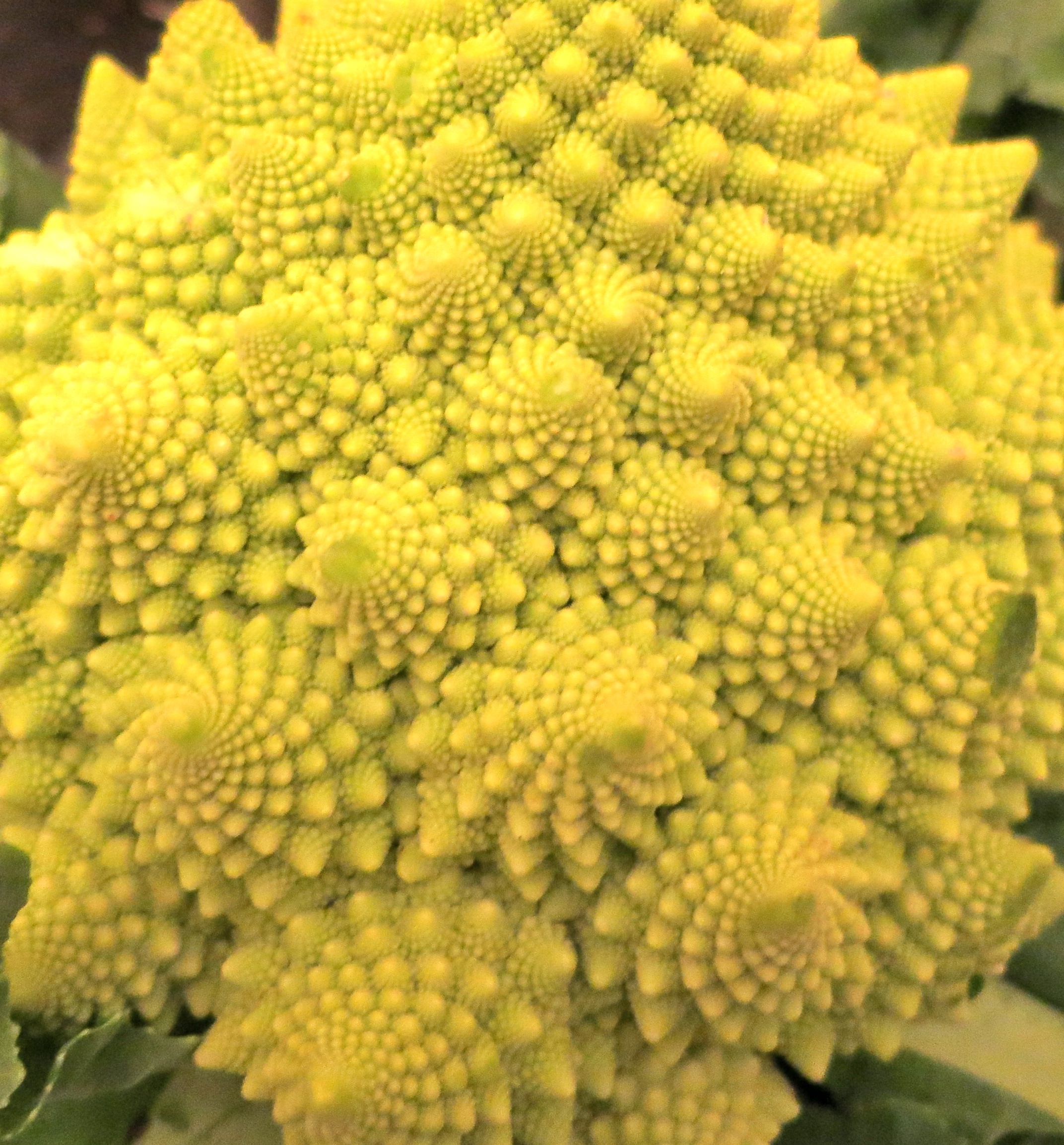 Weekly Photo Challenge – Pattern | mybeautfulthings