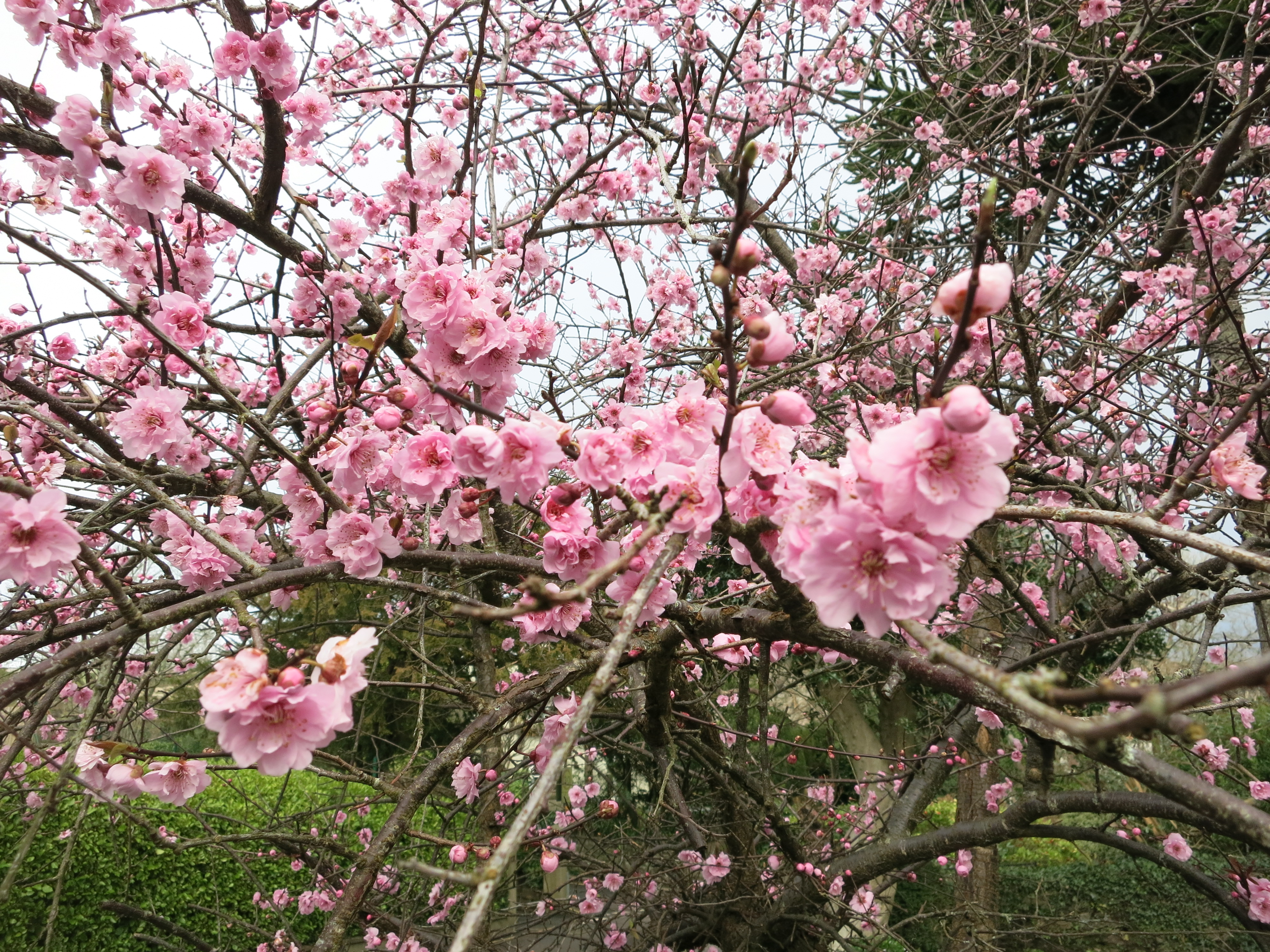 Blossom, Primroses and Endangered Tree | mybeautfulthings