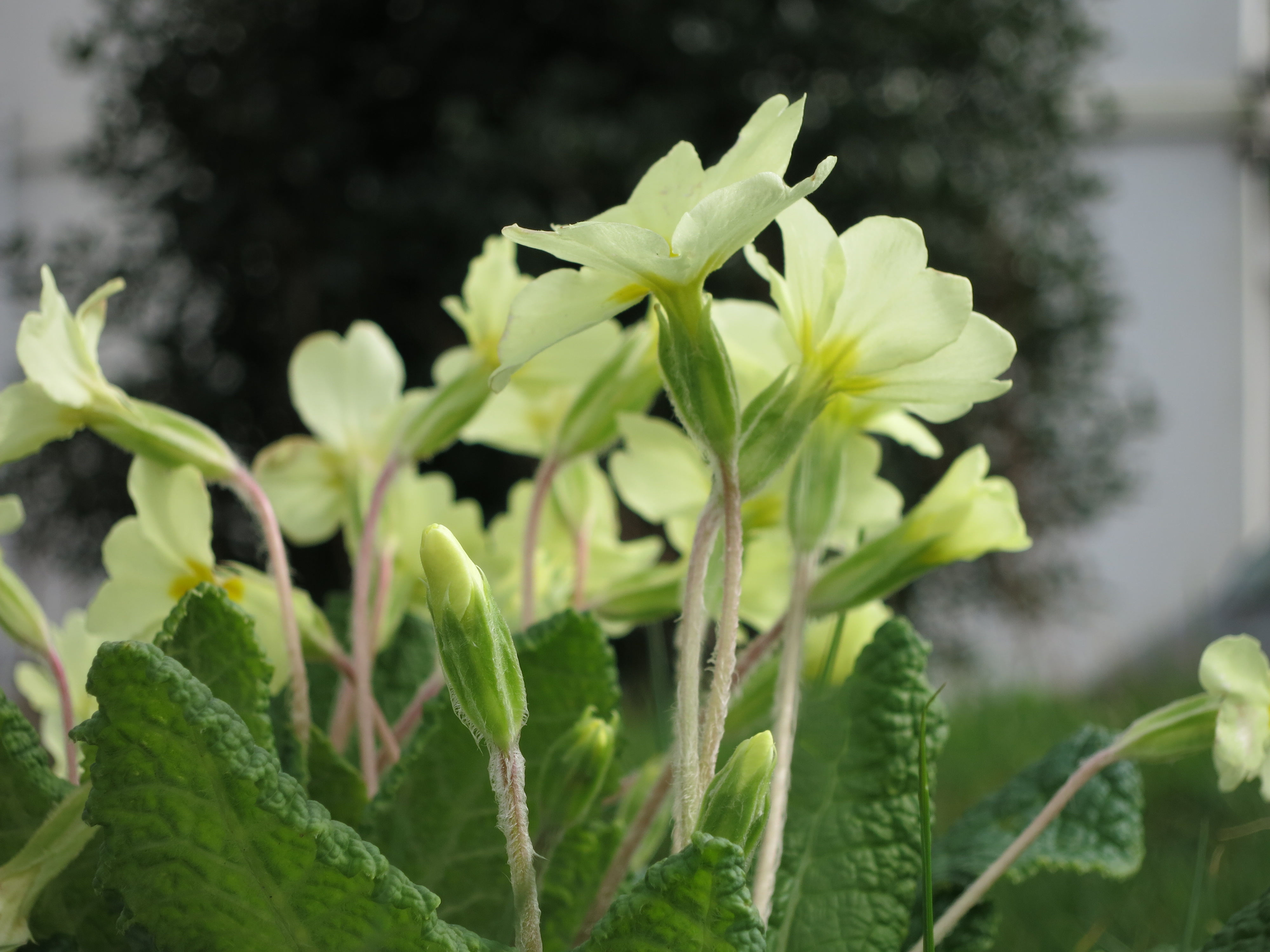 Blossom, Primroses and Endangered Tree | mybeautfulthings