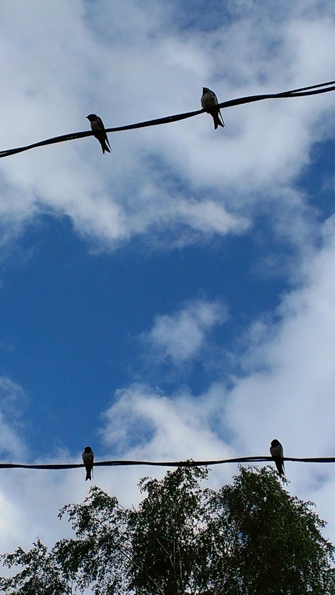 Four Swallow Fledglings | mybeautfulthings