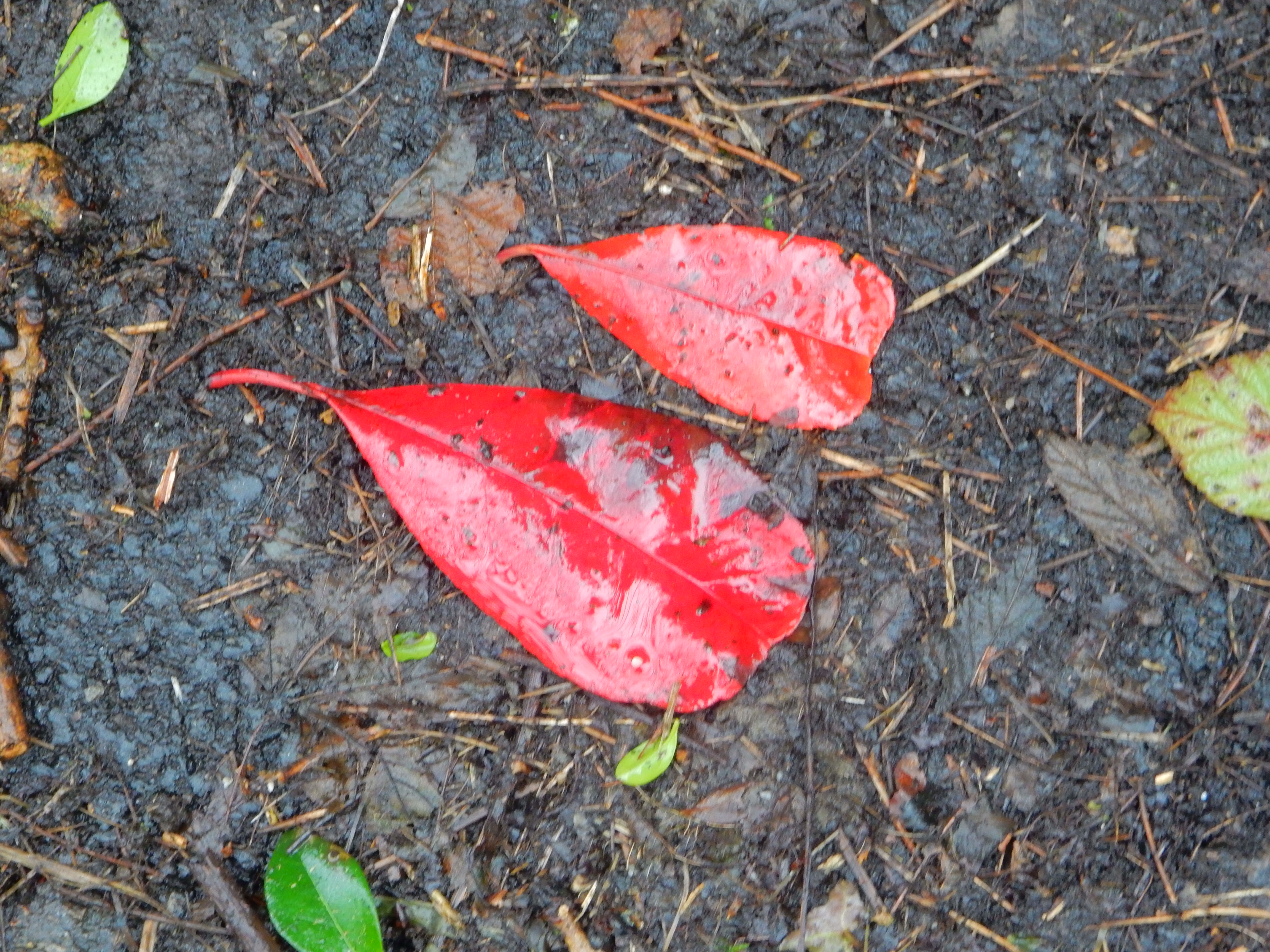 Red Leaves, Boxes and Mosaic | mybeautfulthings