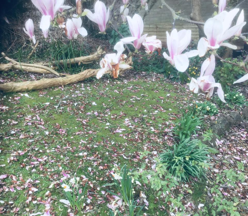 Lone Tulip, Magnolia and A Poem | mybeautfulthings