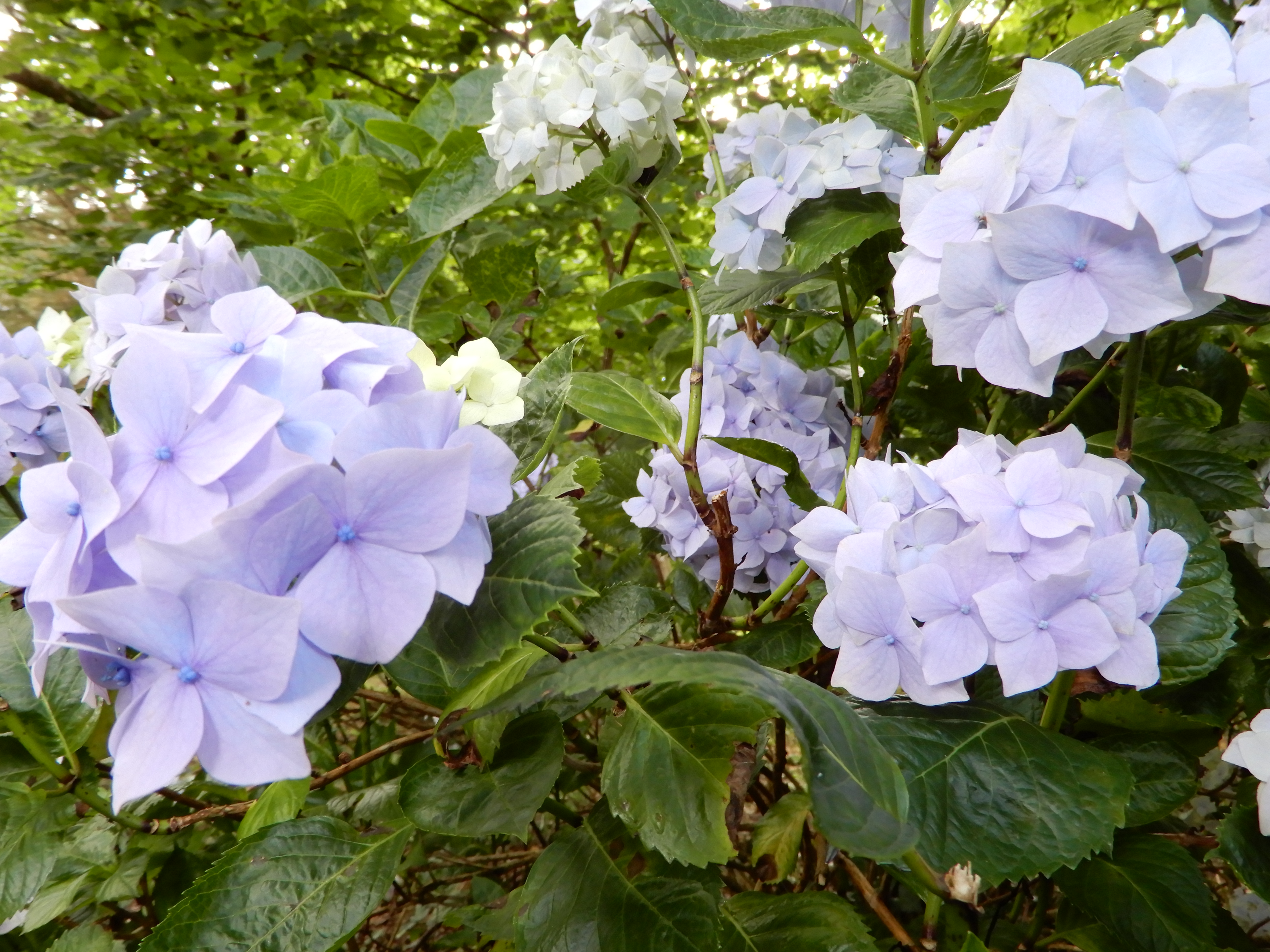 Haircut, Surprise and Hydrangea | mybeautfulthings