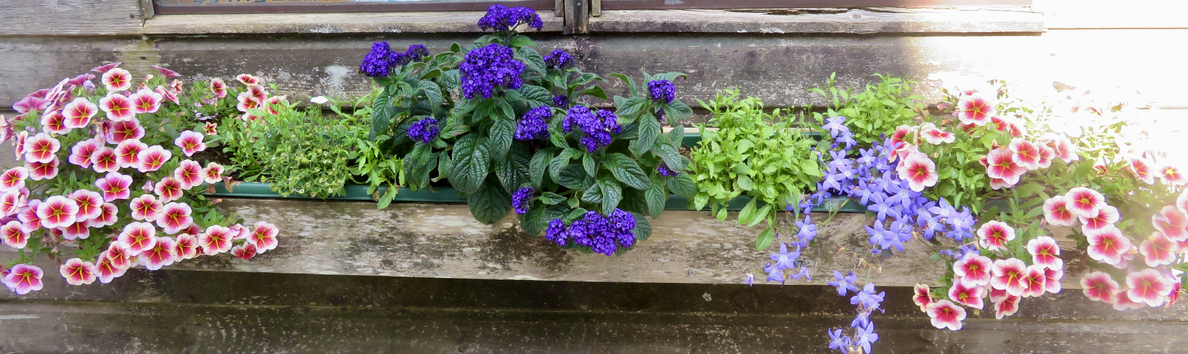 Window Box, Border and Blooms | mybeautfulthings
